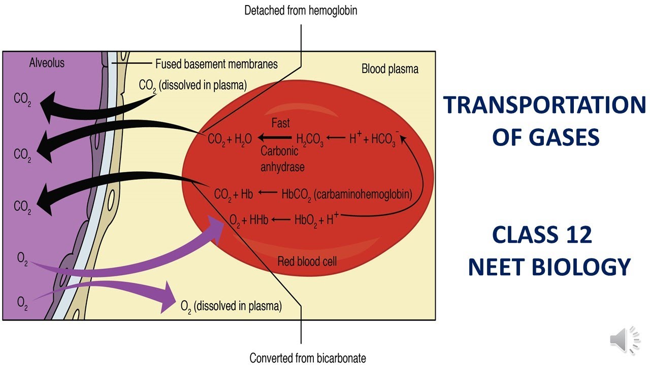 TRANSPORTATION OF GASES/RESPIRATORY SYSTEM IN HUMANS/CLASS 12/NEET ...