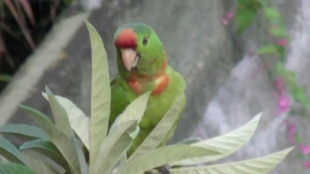 Loro Copete Rojo - YouTube