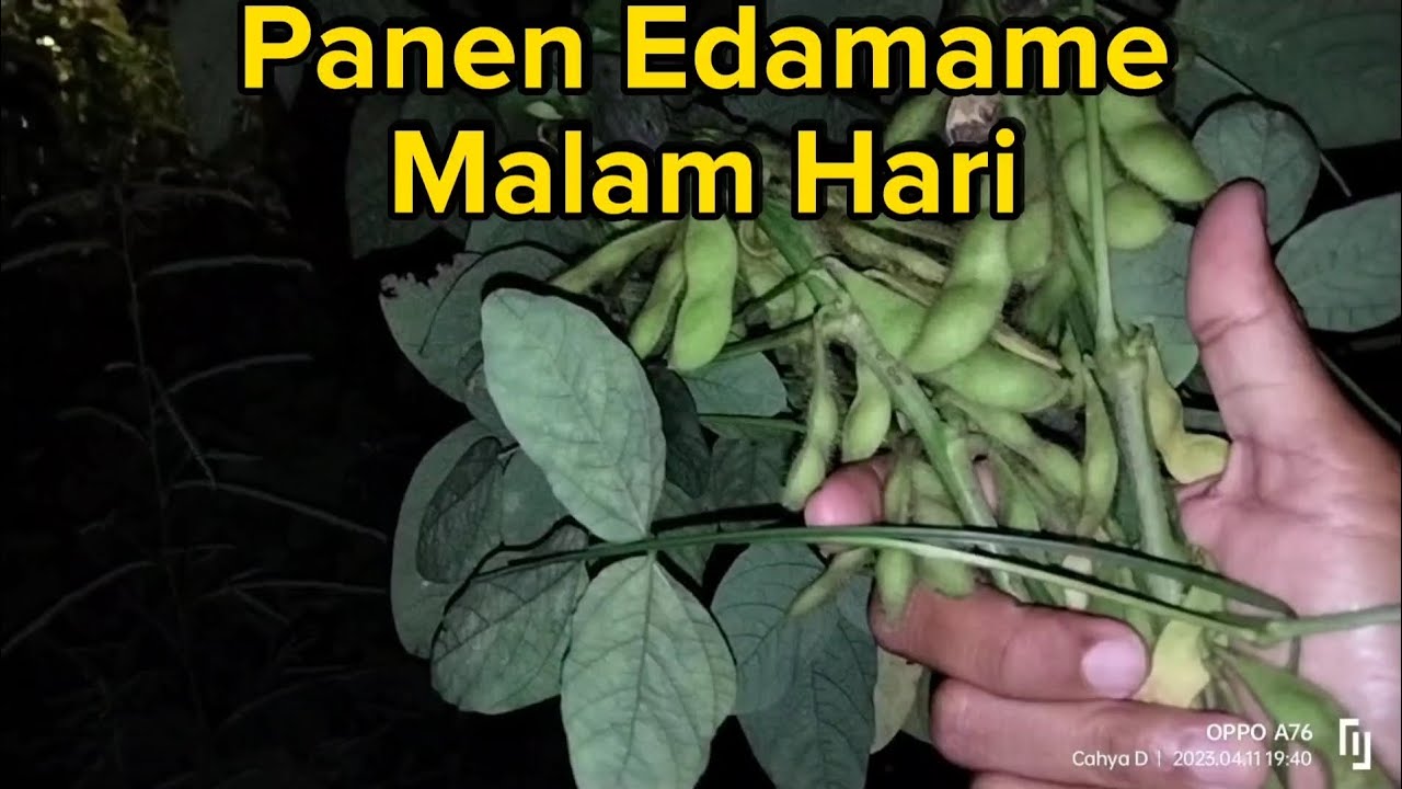 Part 1 Panen Kedelai Edamame!! - YouTube