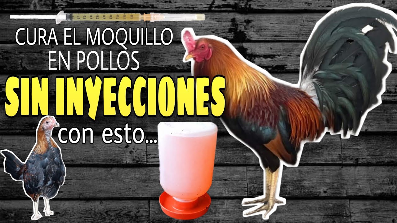 CURA el MOQUILLO en los Pollos sin INYECTARLOS con esto! - Gallos Finos ...