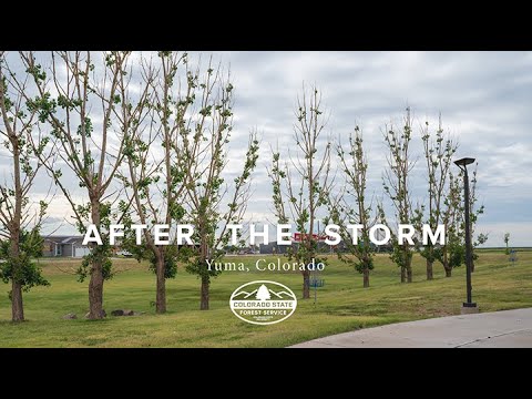After the Storm: A Tree Inventory in Yuma - YouTube