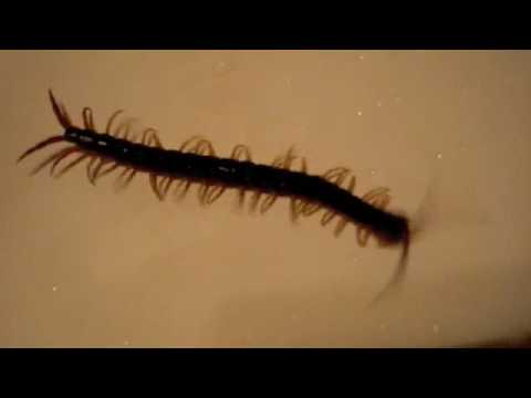 Mukade (Japanese Centipede ) - YouTube
