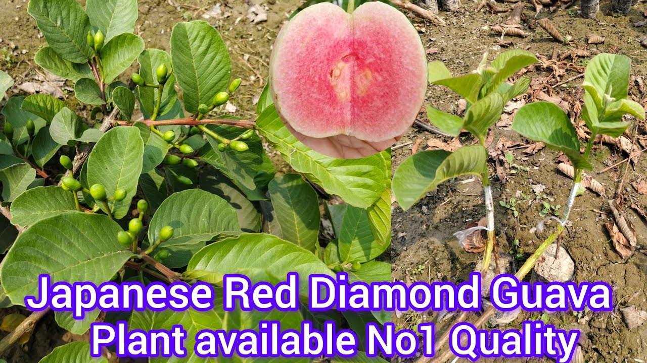 Japanese Red Diamond Guava No1 Quality plant available | Contact ...