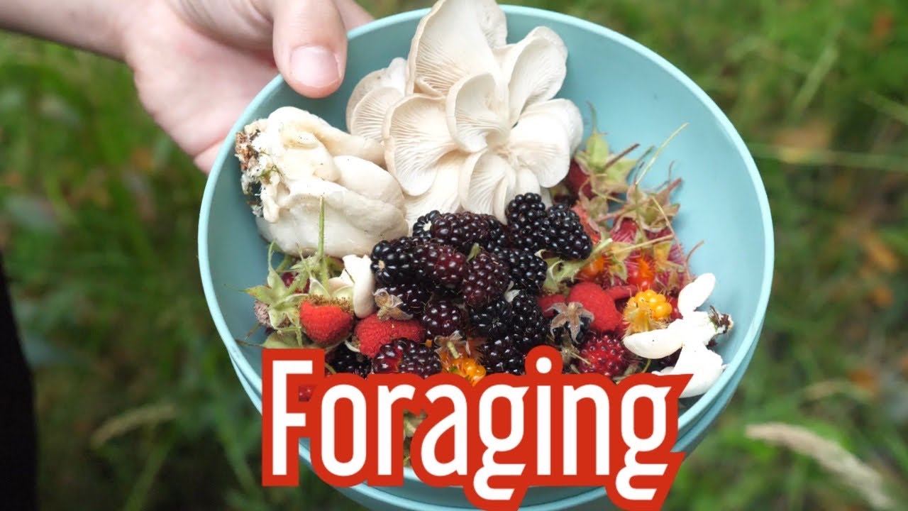 HOW TO MAKE A GOURMET MEAL FROM FORAGED FOOD!! (Trying not to poison ...