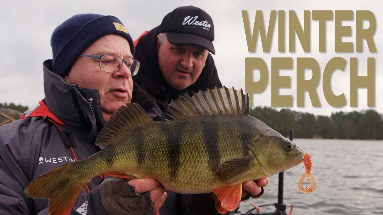 Winter Perch with Softlures | Westin Fishing - YouTube