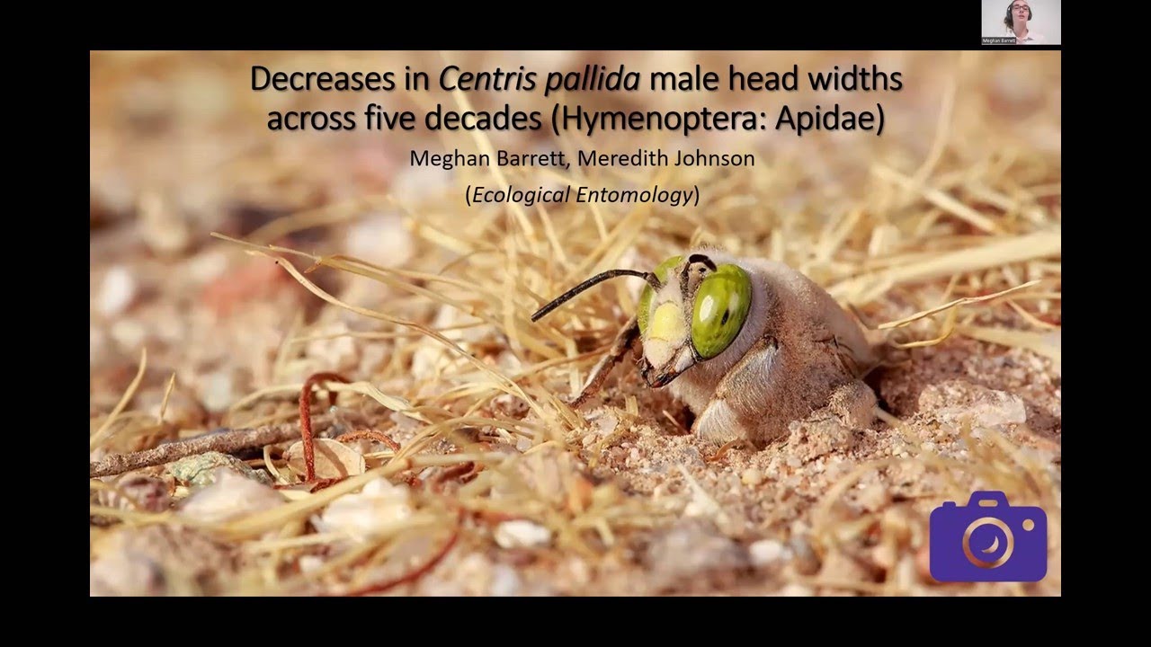 Decreases in Centris pallida male head widths across 5 decades (Hymenoptera: Apidae)- Meghan ...