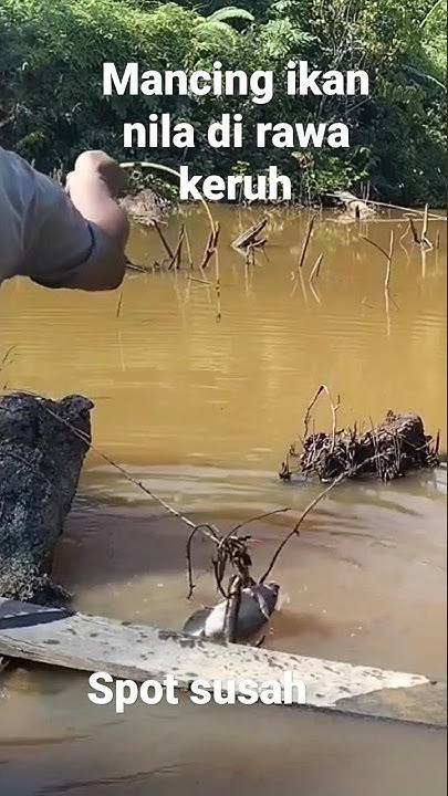 ikan nila rawa air keruh mancing umpan lumut dapat babon - YouTube
