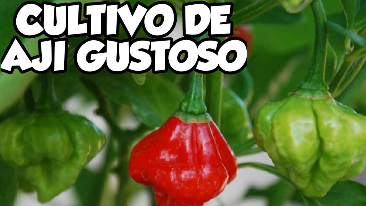 🌶️🌶️COMO CULTIVAR AJI GUSTOSO. AJI Cachucha en el HUERTO o PATIO de tu ...