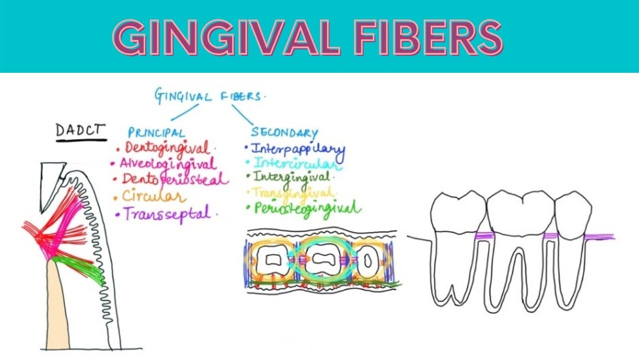 Gingival Fibers Periodontology Gingiva Youtube