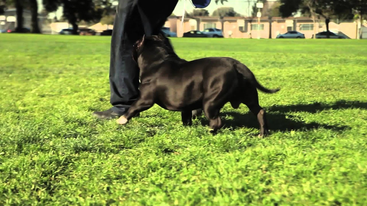 AMERICAN BULLY - RYU (RUNNING) - YouTube