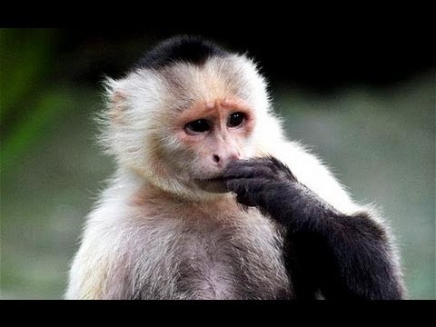 Why Monkeys Hate Mean, Selfish People - YouTube