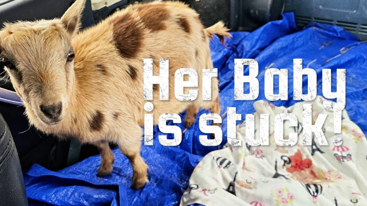 911 Baby goat emergency! - YouTube