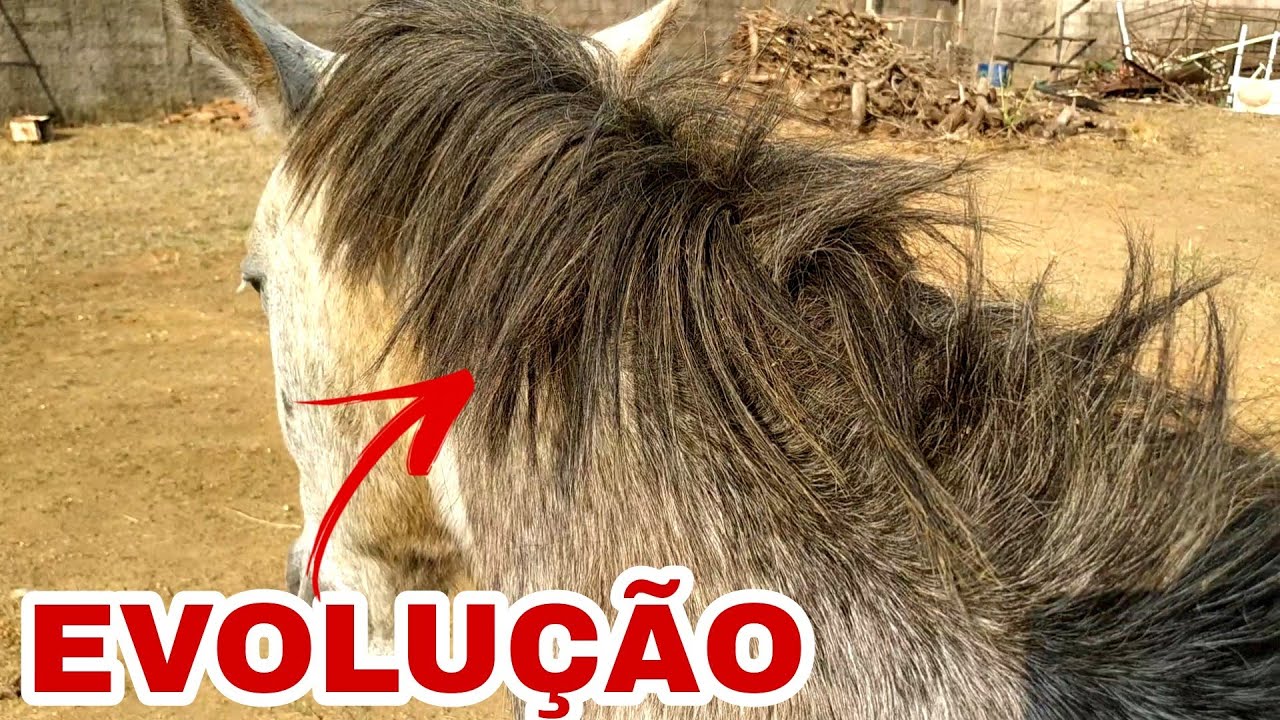 EVOLUÇÃO DA CRINA DO MEU CAVALO + Dicas para crescer a crina do seu ...