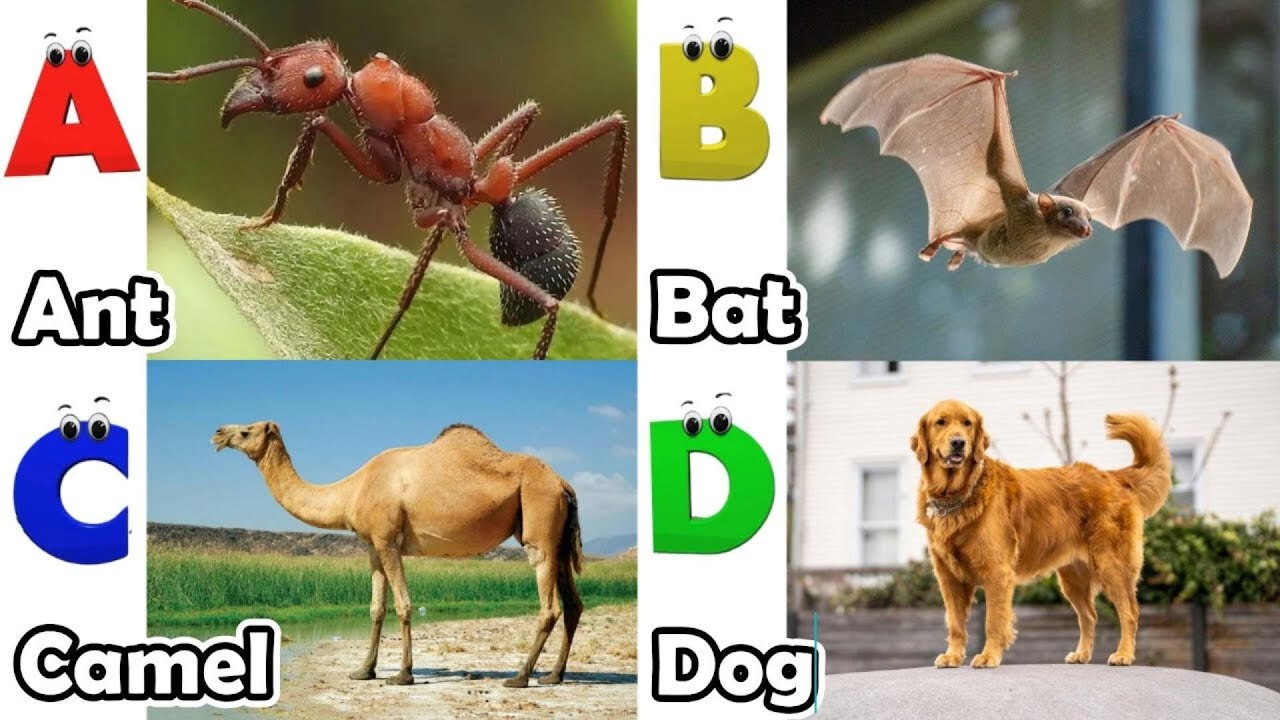 ABC Pet Animals Song | Fun way to learn English and Animals for Kids - YouTube