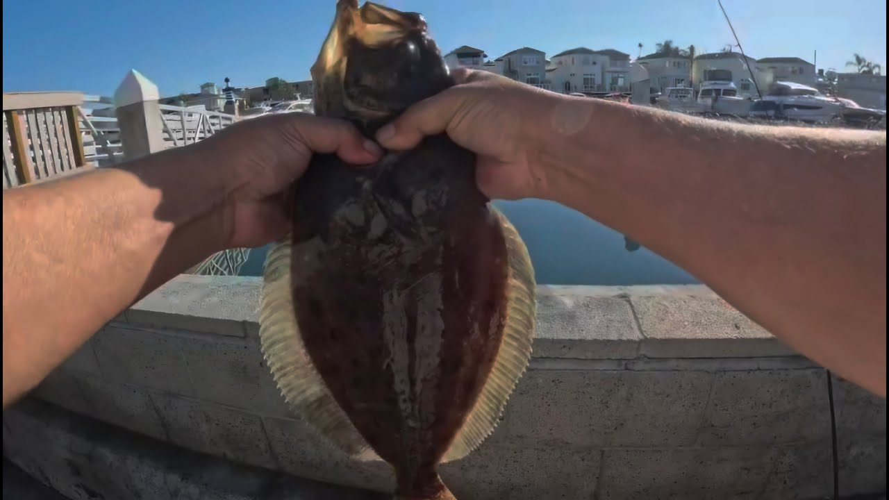Fishing NH First legal halibut! Harvest and fillet. - YouTube