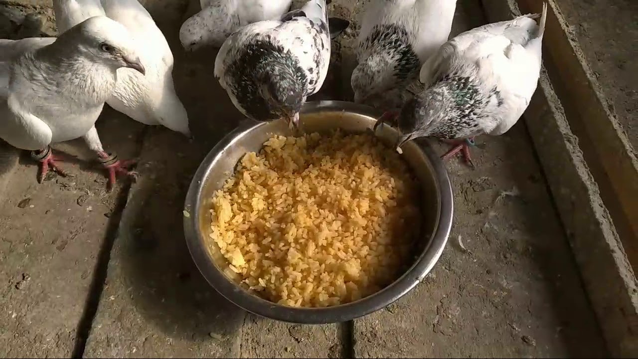 Best Food For Pigeons... // Rice MiX With Potato//Kashmiri Pigeons ...