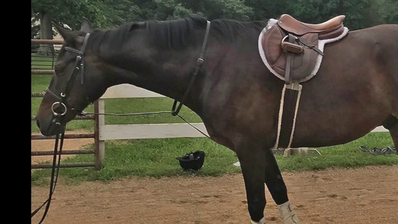 Diamontino under Hunter Tack - Offered at sporthorseauctions.com - YouTube