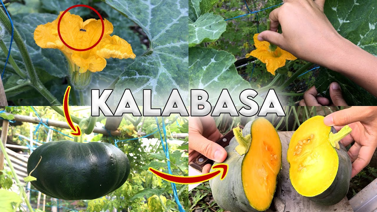HOW TO GROW SQUASH | KALABASA (SEED TO HARVEST) | AML EP15 - YouTube