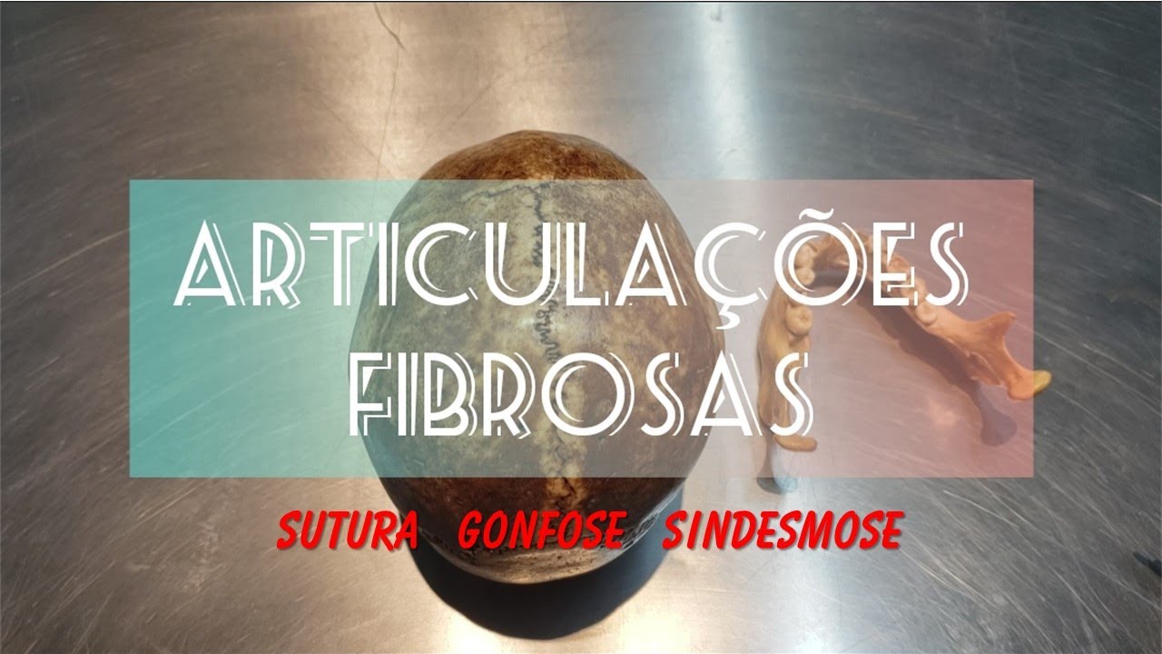 ARTICULAÇÃO FIBROSA: Aula prática sobre os tipos de articulação fibrosa ...