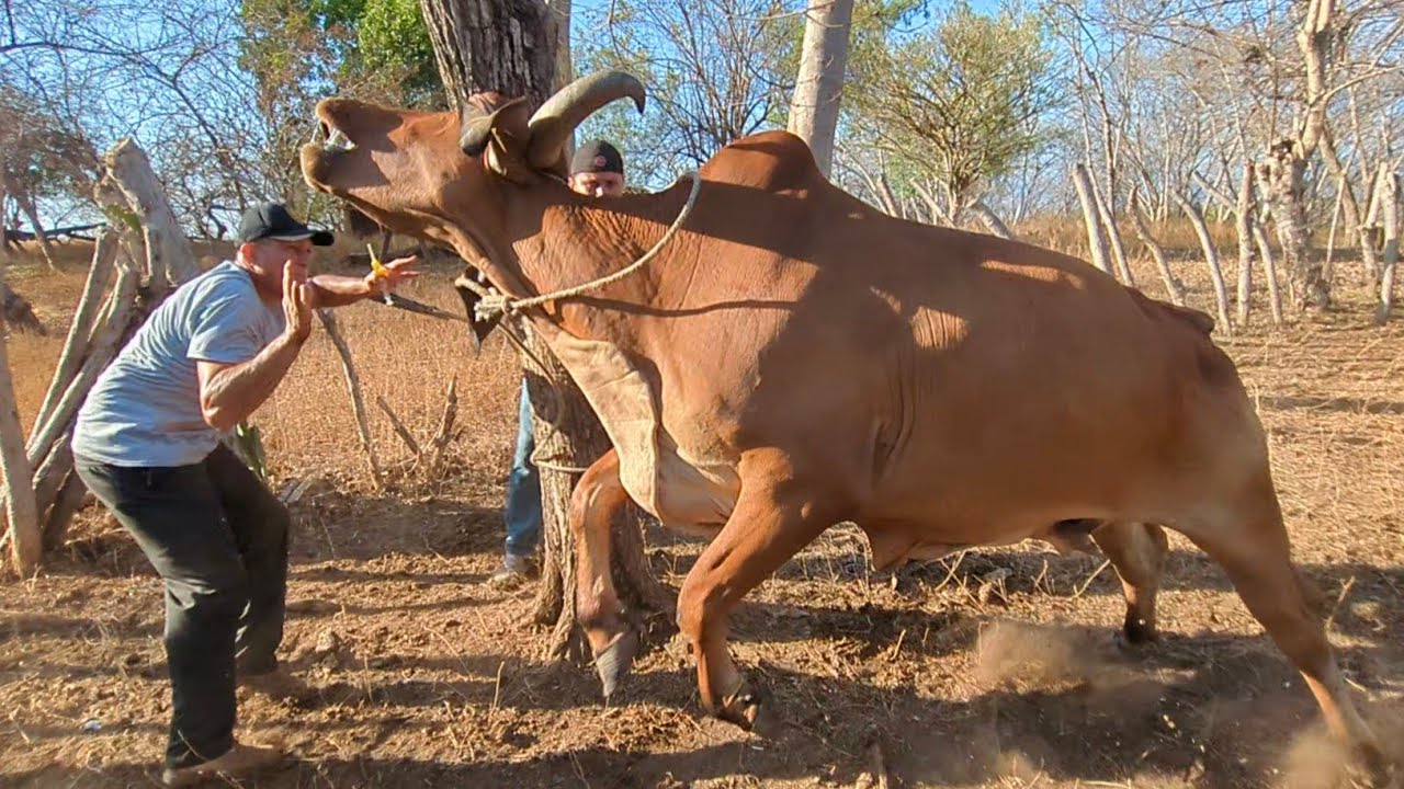 vaca brava casi mata a Joel mira lo que pasó - YouTube