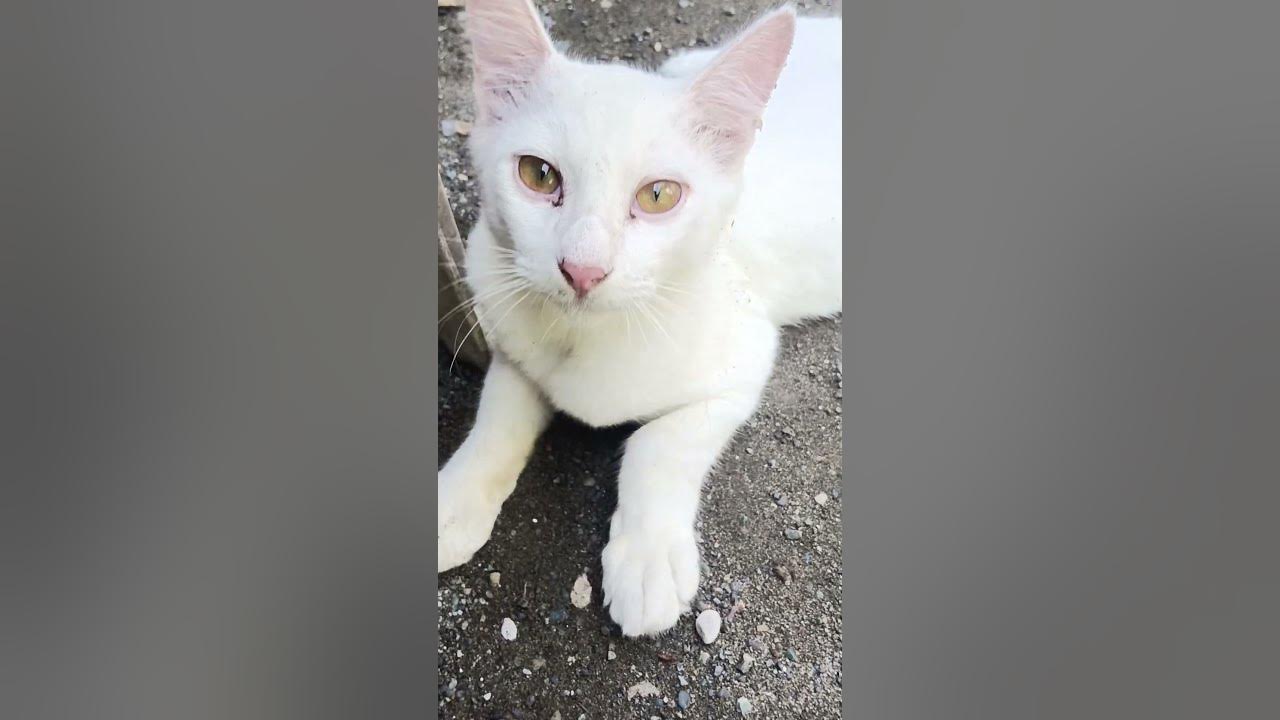Big white cat // soft and white furry cat #cat #catlover - YouTube