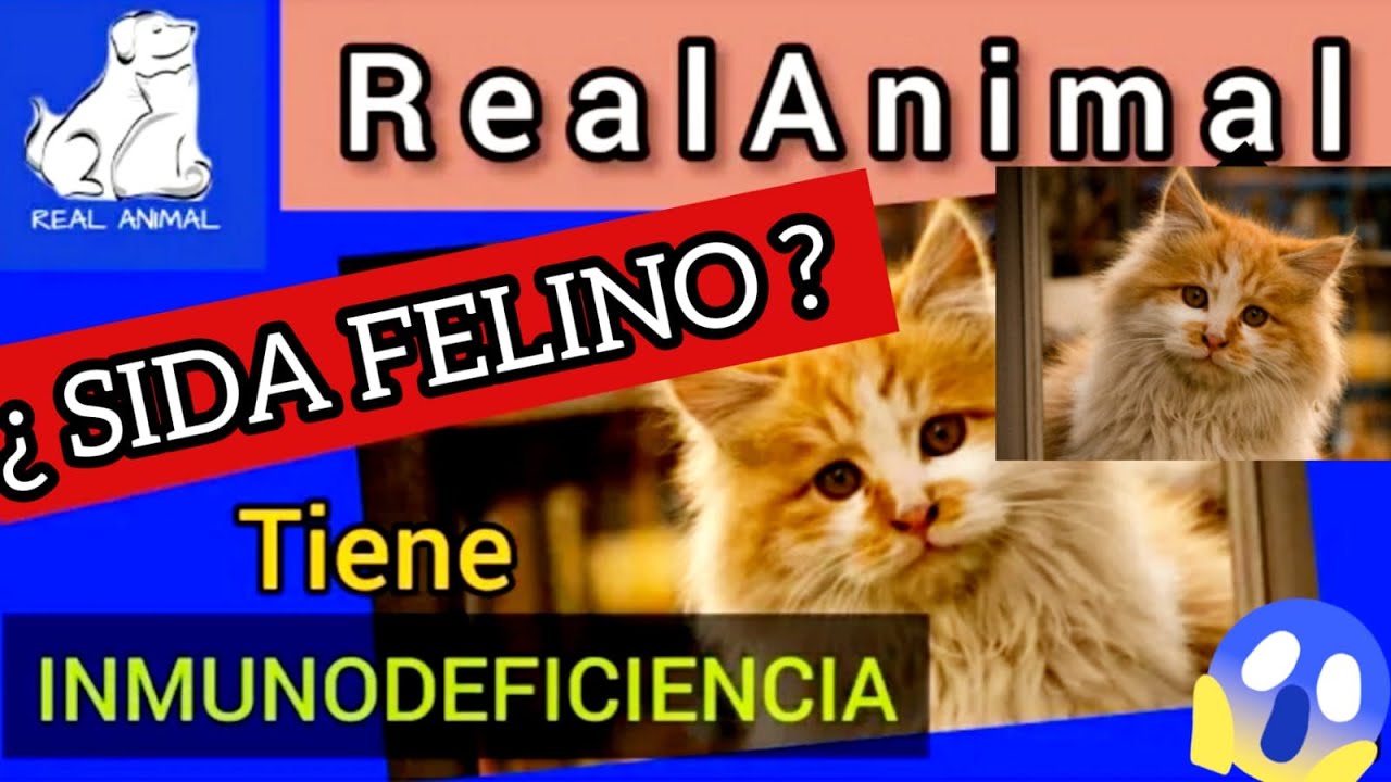 ⚠️COMO SABER SI MI GATO TIENE SIDA | 🙀 ( GATOS con SIDA ️ VIRUS de ...