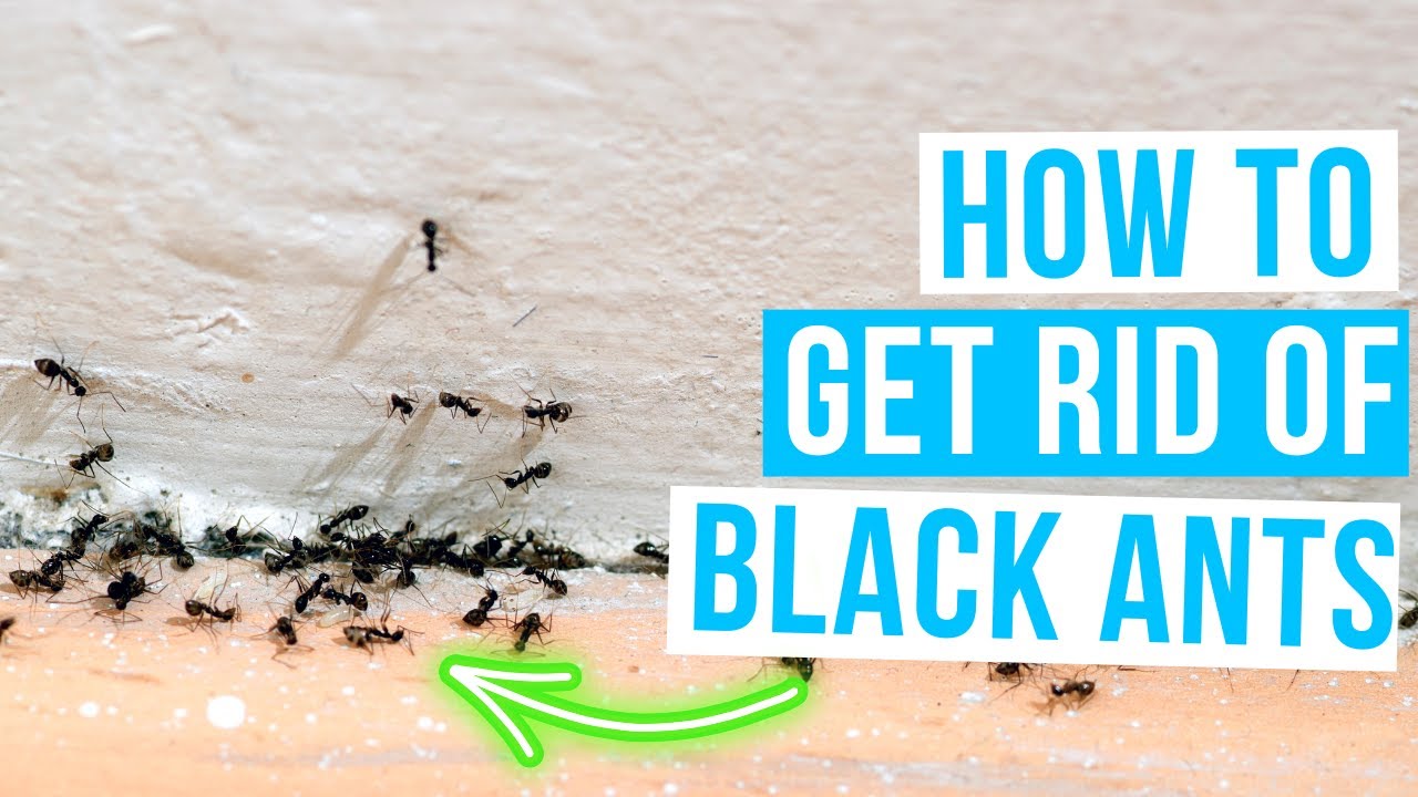 How To Get Rid Of Black Ants In House Naturally