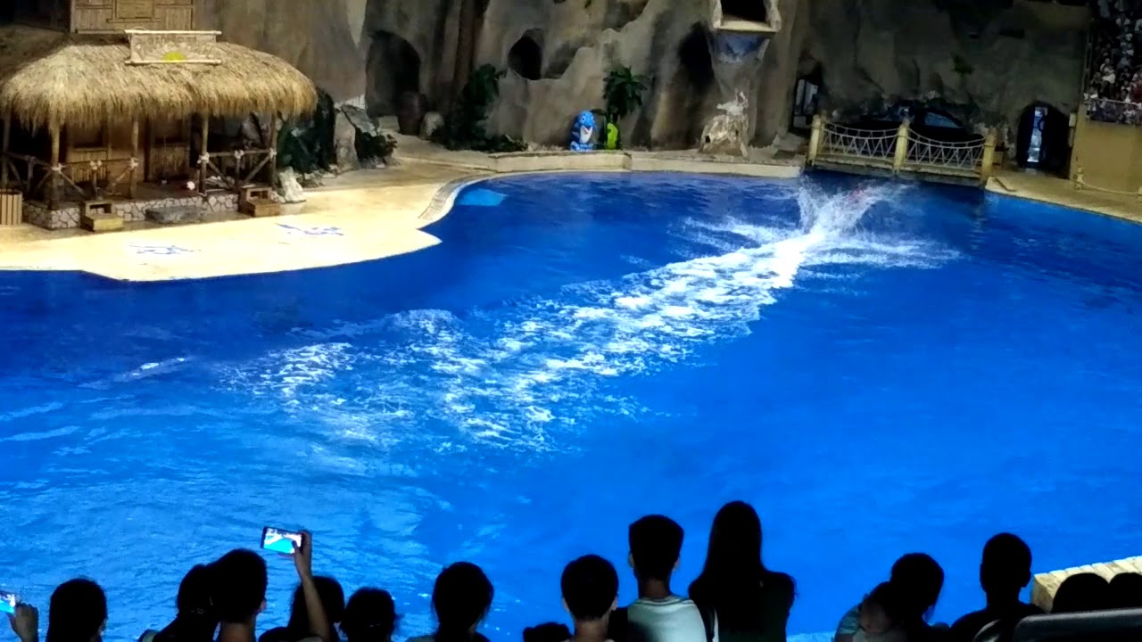 Dolphin show at Beijing Zoo Aquarium - YouTube