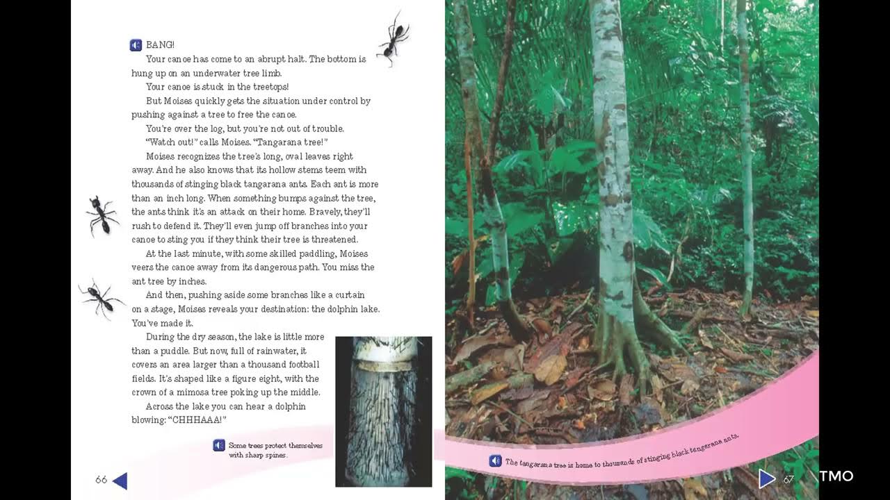 Encantado Pink Dolphin Of The Amazon - YouTube