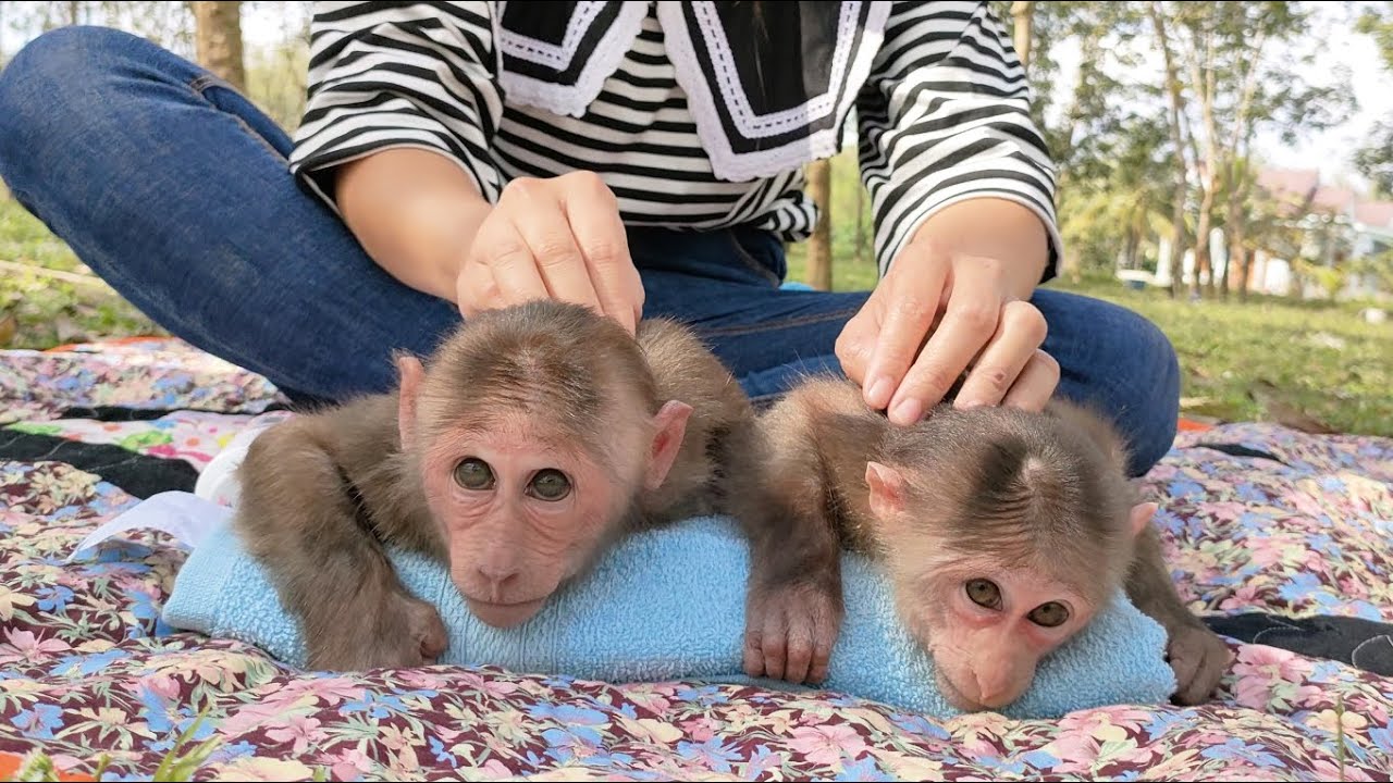 Baby Monkey Mimi Kuku sunbathe, relax, massage - YouTube