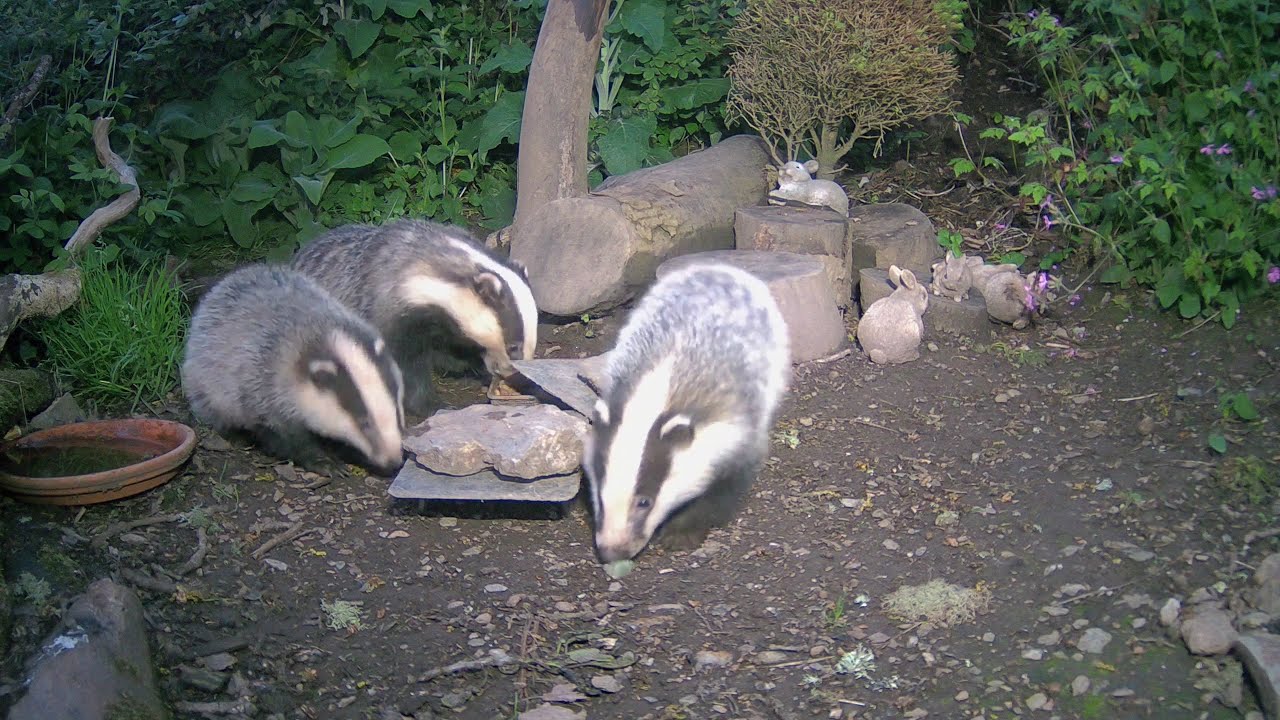 Baby badgers at the feeding station - YouTube