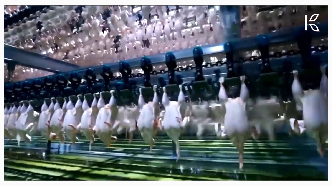 Incredible Chicken Meat Processing | How It's Works? - YouTube