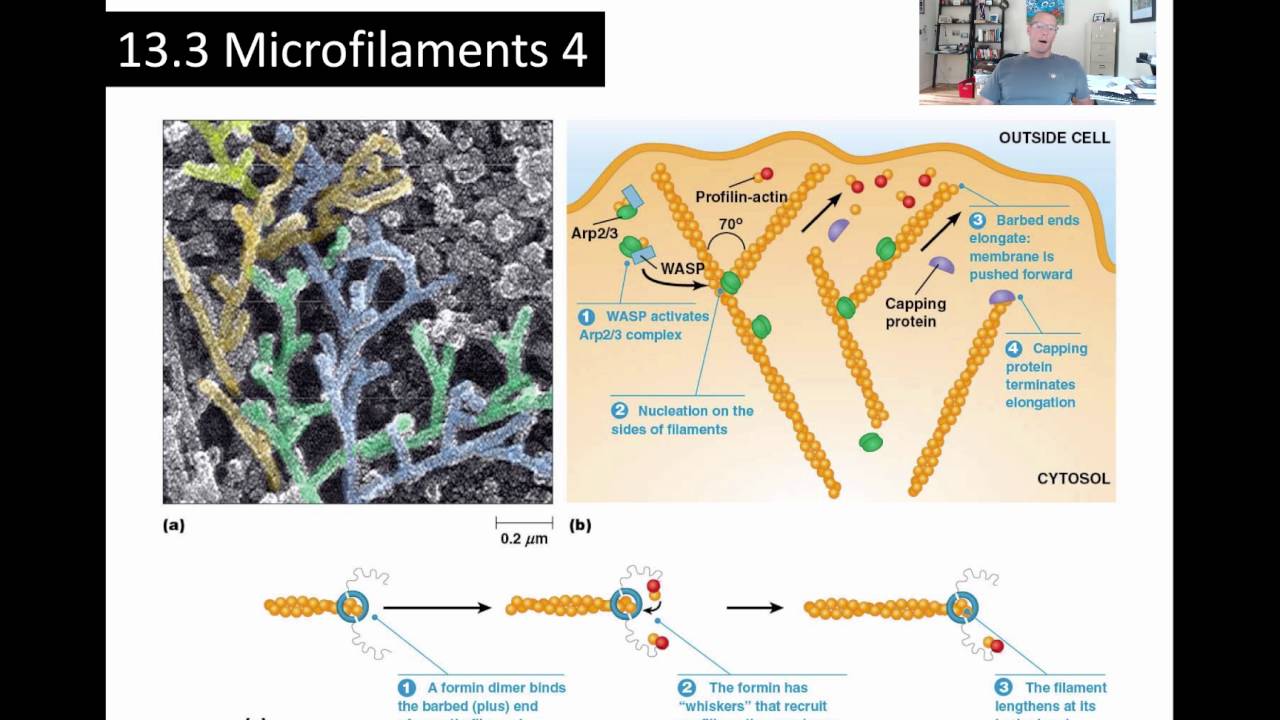 Chapter 13 Su2016 P9 Microfilaments 4 - YouTube