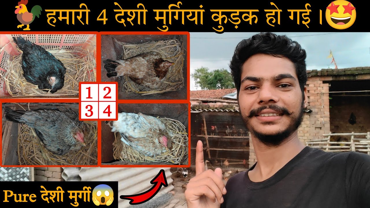 हमारी देशी मुर्गियां कुड़क हो गई 🤩 | Patel Agro Farm | Integrated ...
