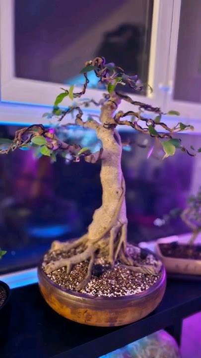 Quick prune on a Ficus Bonsai🌳 #bonsai #fyp #rammstein #sonne #prune #schweiz #bern #oberwangen ...