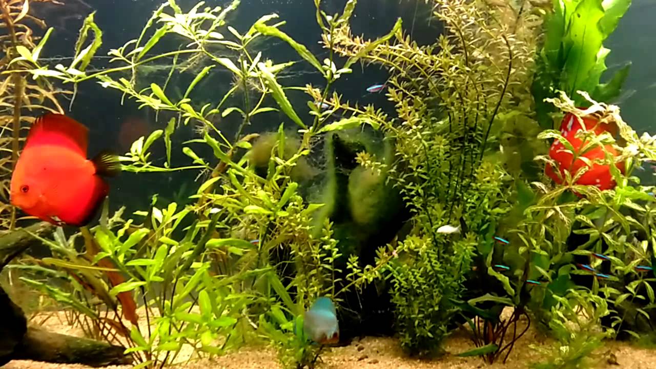 Acuario plantado amazónico de discos y neones de 400 litros - YouTube