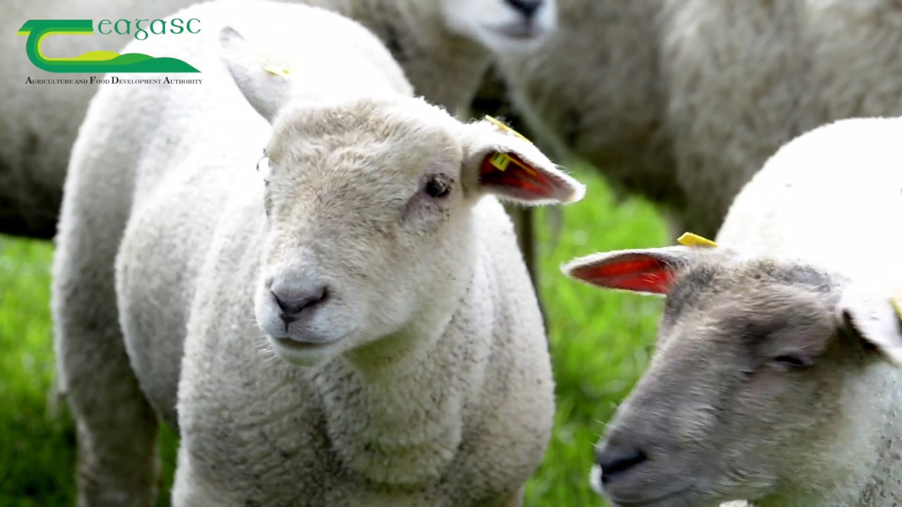 SHEEP 2018: Farm to Fork - YouTube