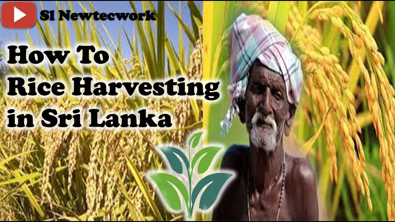 How to rice harvesting in Sri Lanka - YouTube