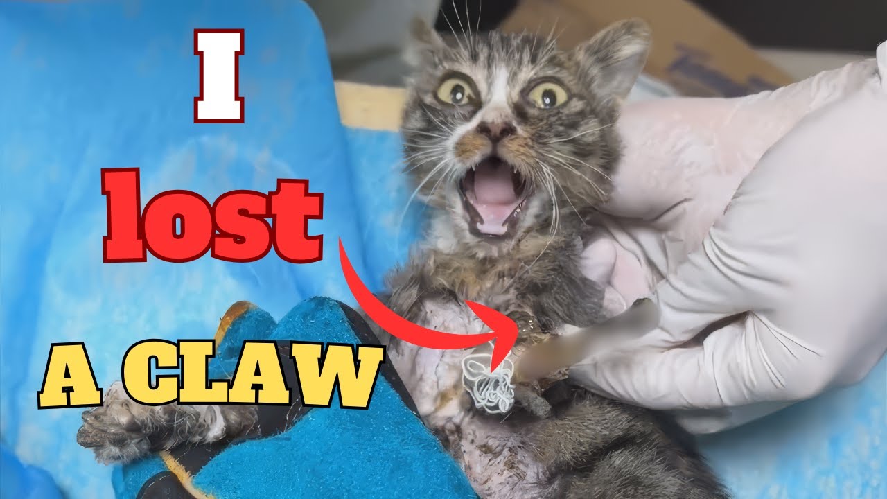 A Stray Kitten with a Bitten-Off Leg Was Left for Dead on the Roadside ...