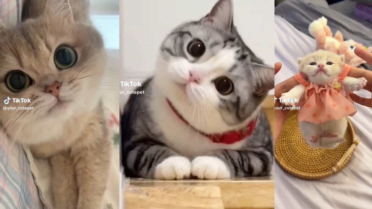 Best TikTok Cute Cats Compilation | 2024 ️ ️🔥 - YouTube
