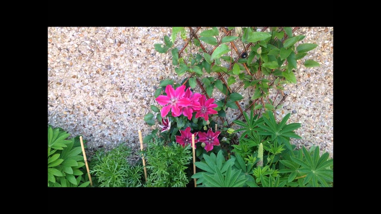 Clematis Ruby Wedding in bloom, Help and Care - YouTube