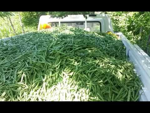 çaltı köyü özleyenlere ve merak edenlere