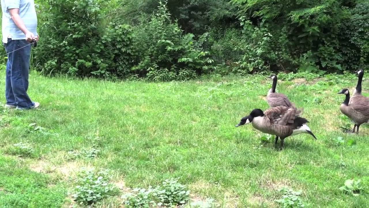 A Goose Encounter - YouTube