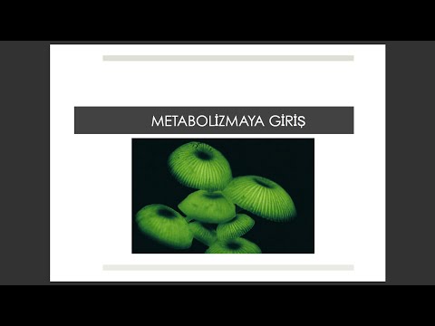 #biyoloji #genel biyoloji BÖLÜM 6: Metabolizmaya Giriş