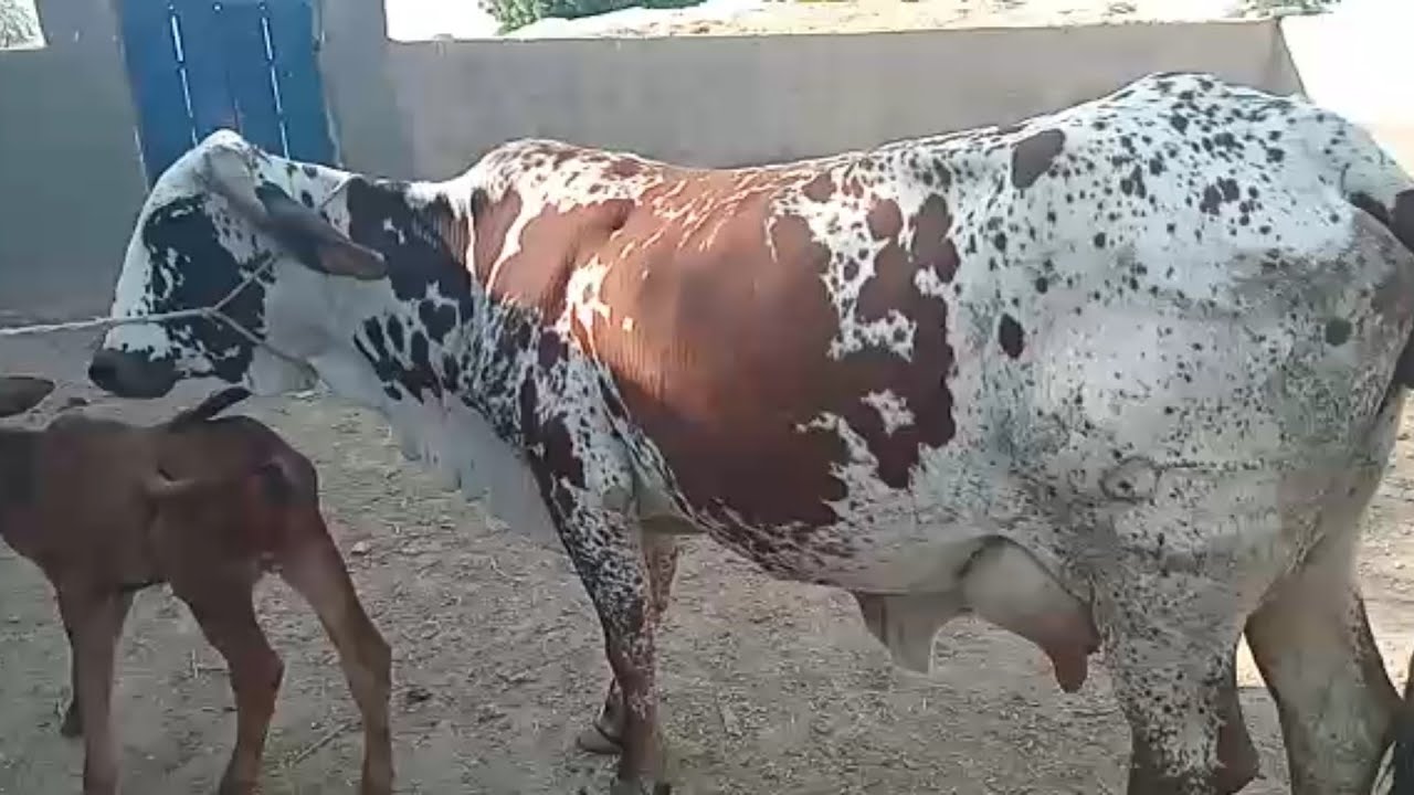 Pure Cholistani cow for sale on youtube - YouTube