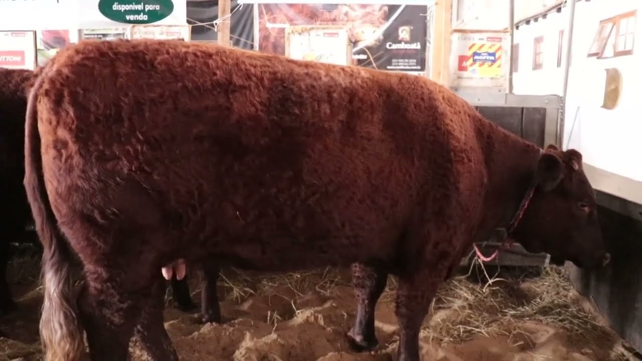 Conheça a Bravon, a raça que é mistura do Devon e zebuíno! - YouTube