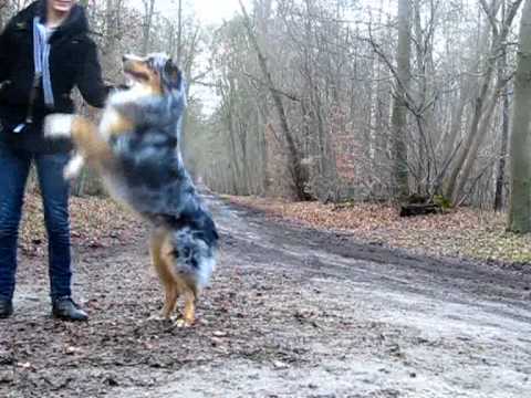 Amazing dog Tricks - YouTube