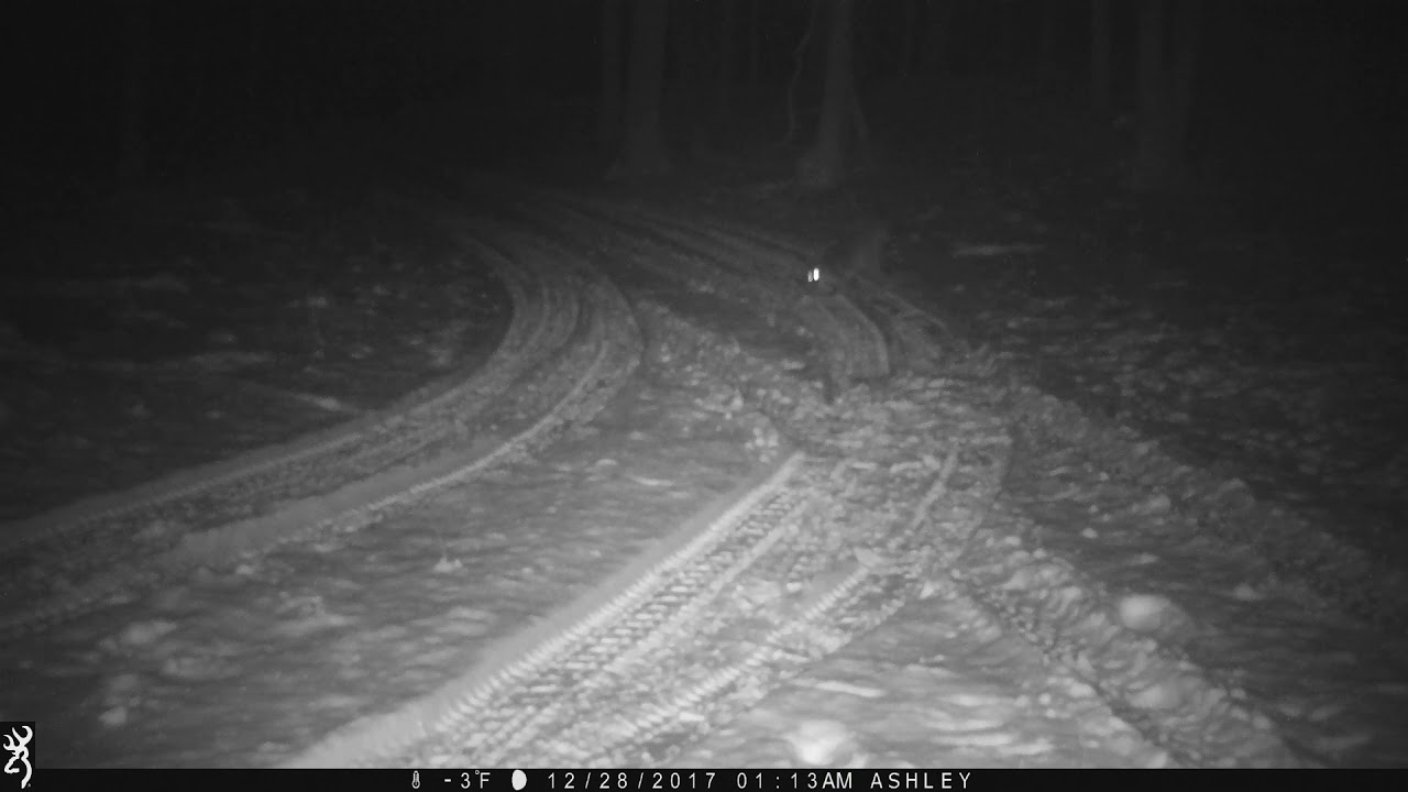 Goofy gray fox in the snow - YouTube