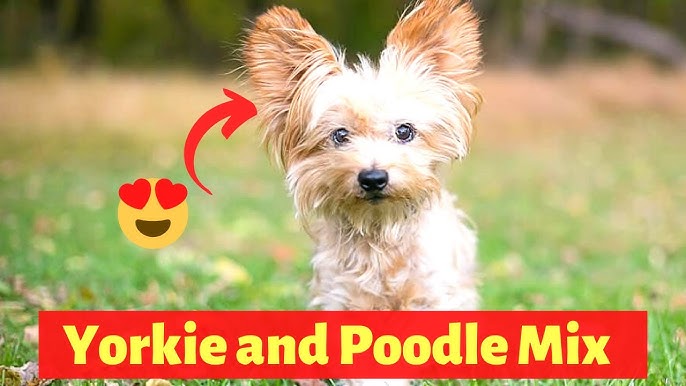 Yorkshire Terrier Poodle Mix Puppy Yorkiepoo The Complete Guide To