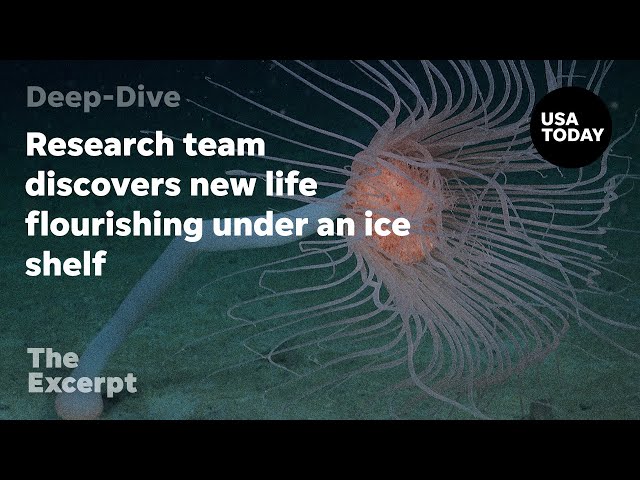 Photos Life Under Under The Sea — Science Learning Hub